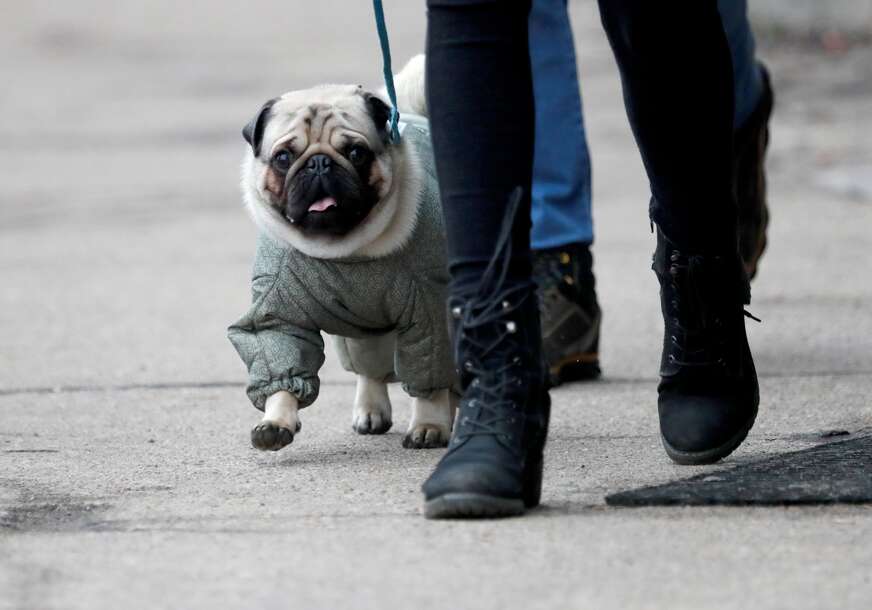 Mnogi ne znaju da 5 rasa pasa nikako ne podnose hladnoću