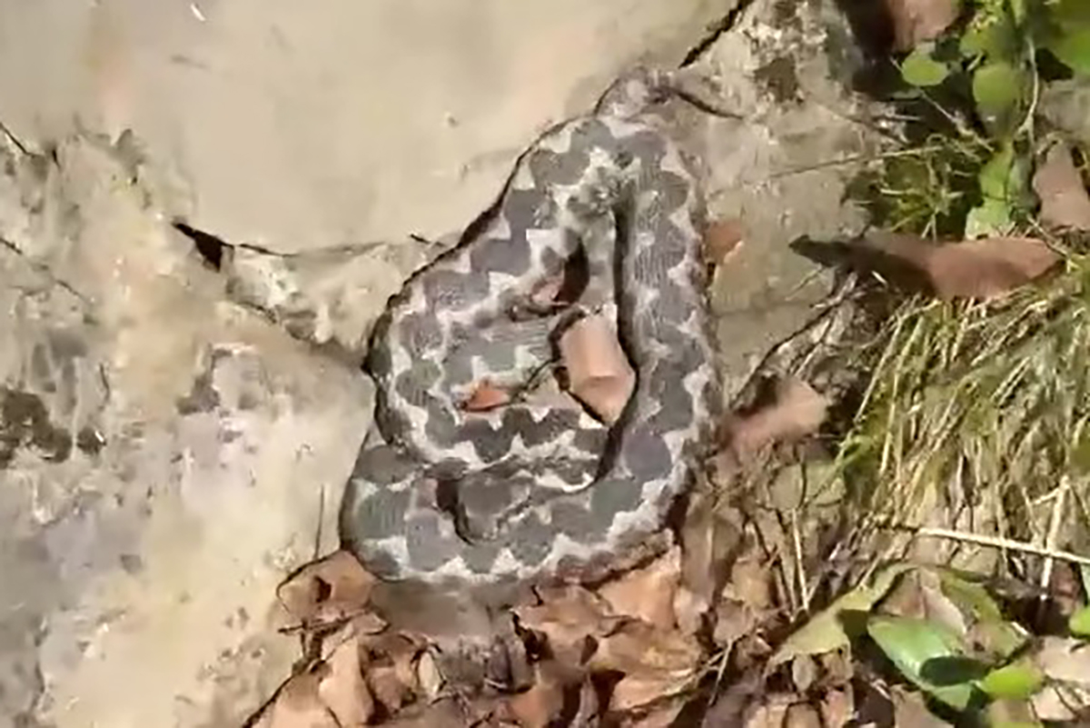 Na Banj brdu u Banjaluci snimljen poskok