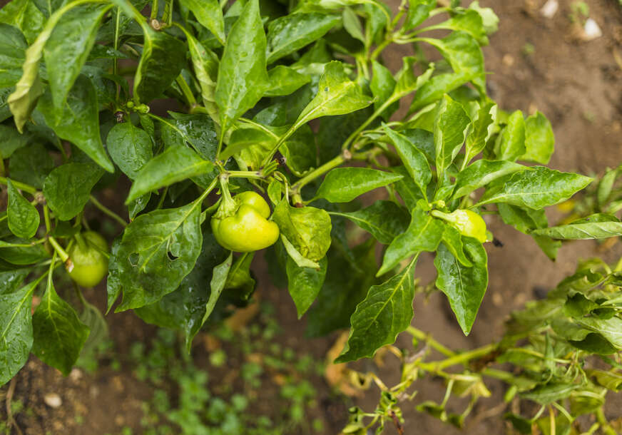 Njemačka metoda koja mijenja uzgoj paprika